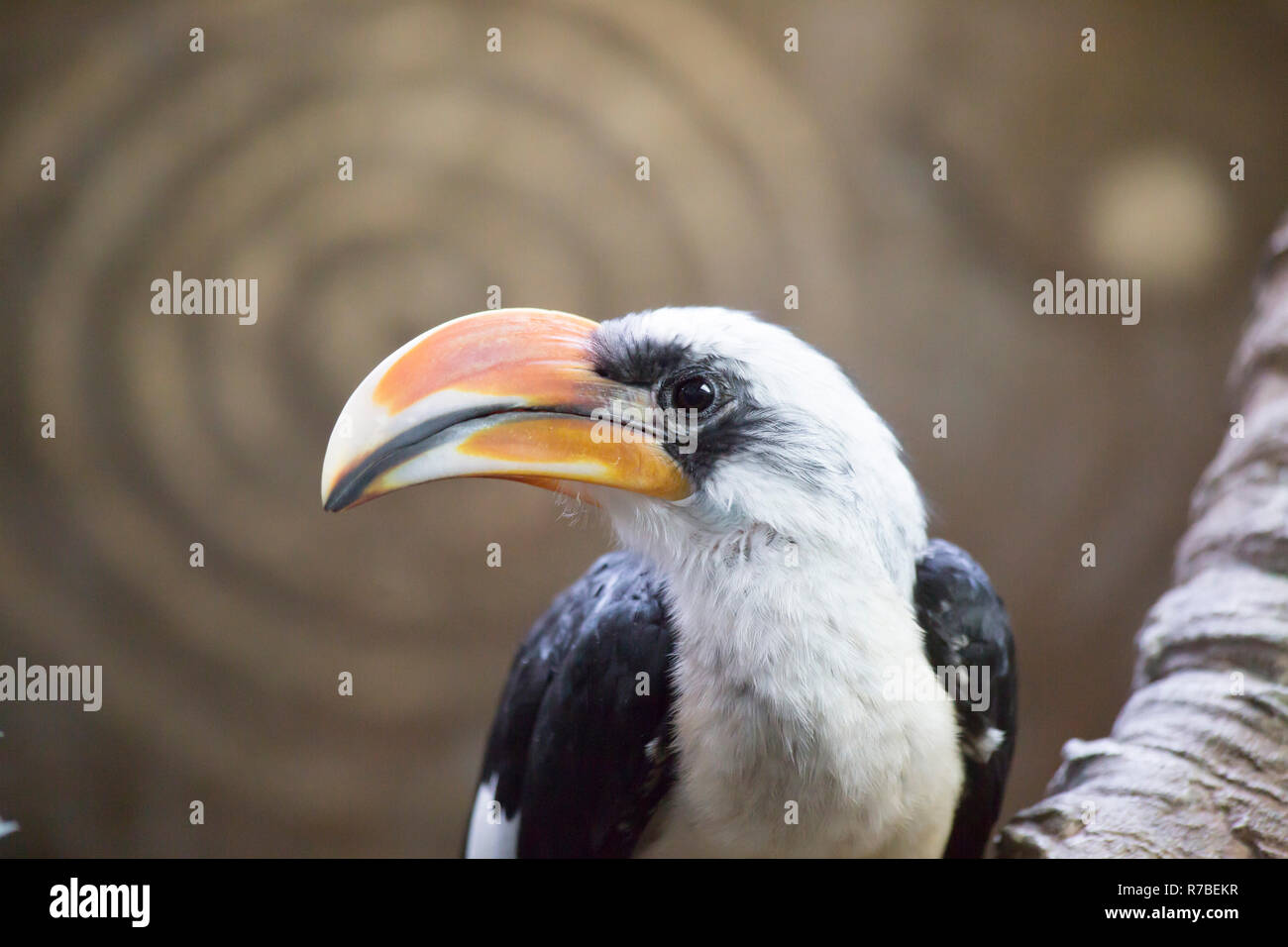 Hornbill rainforest habitat hi-res stock photography and images - Alamy