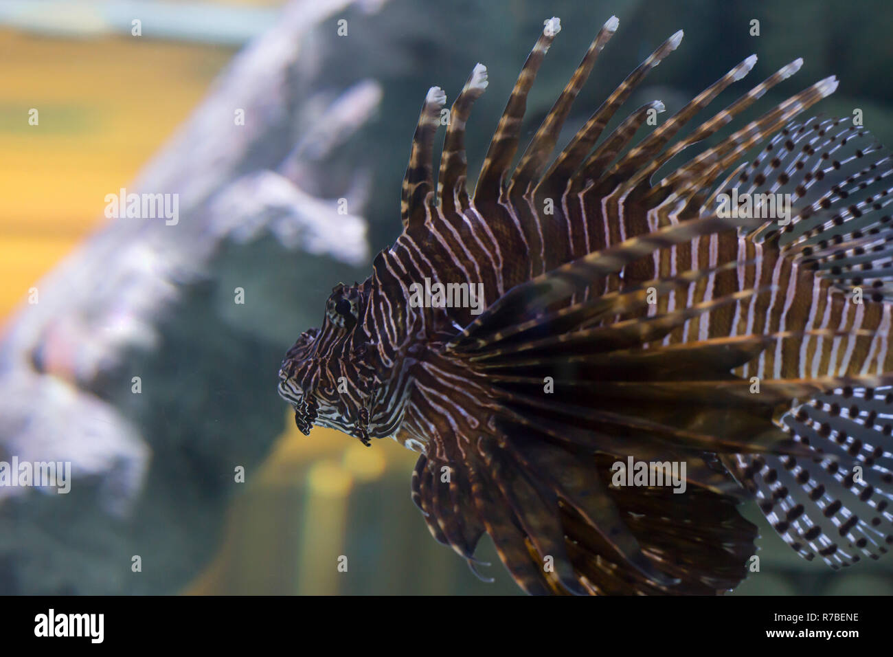 Lionfish underwater ocean scenery invasive hi-res stock photography and ...