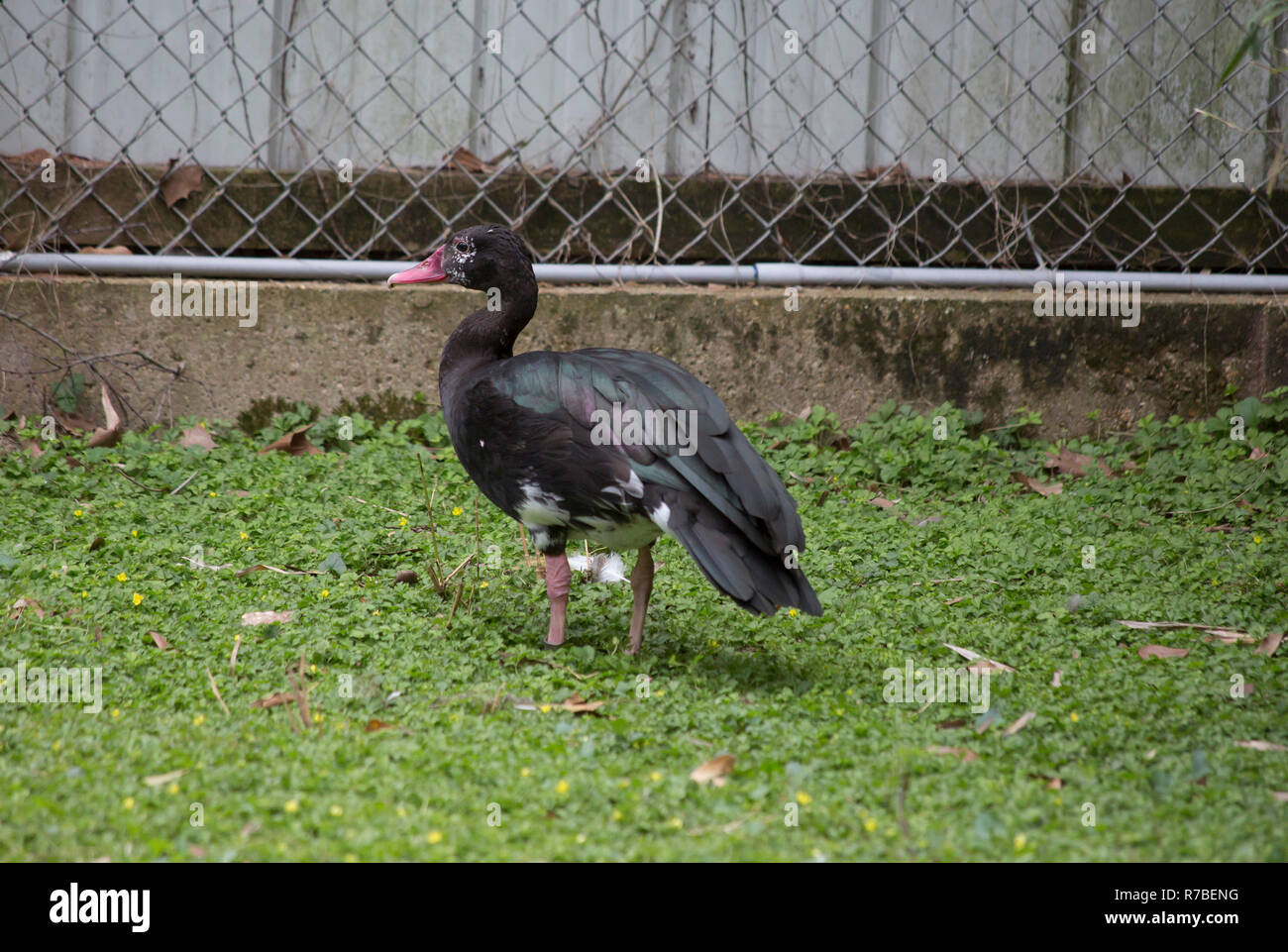 African spurwinged goose hi-res stock photography and images - Alamy