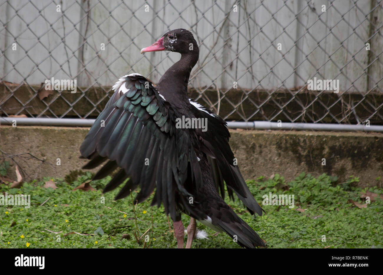 African spurwinged goose hi-res stock photography and images - Alamy