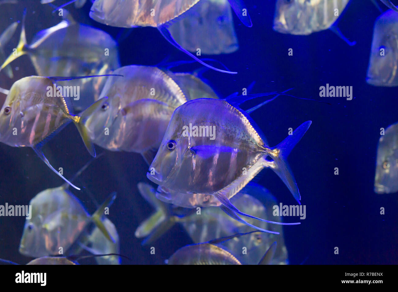 School fish predator hi-res stock photography and images - Alamy