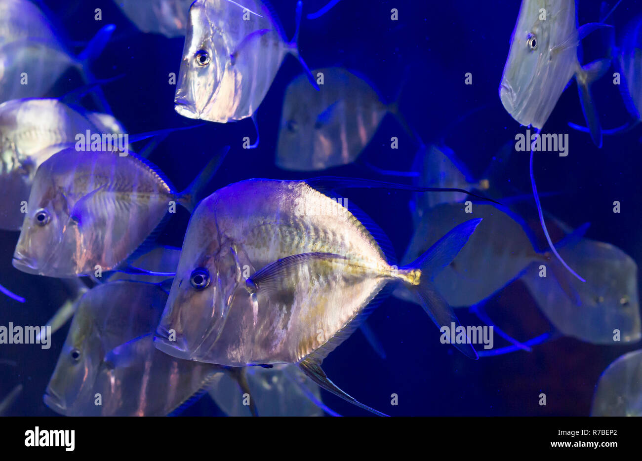 Bermuda aquarium lookdown fish hi-res stock photography and images - Alamy