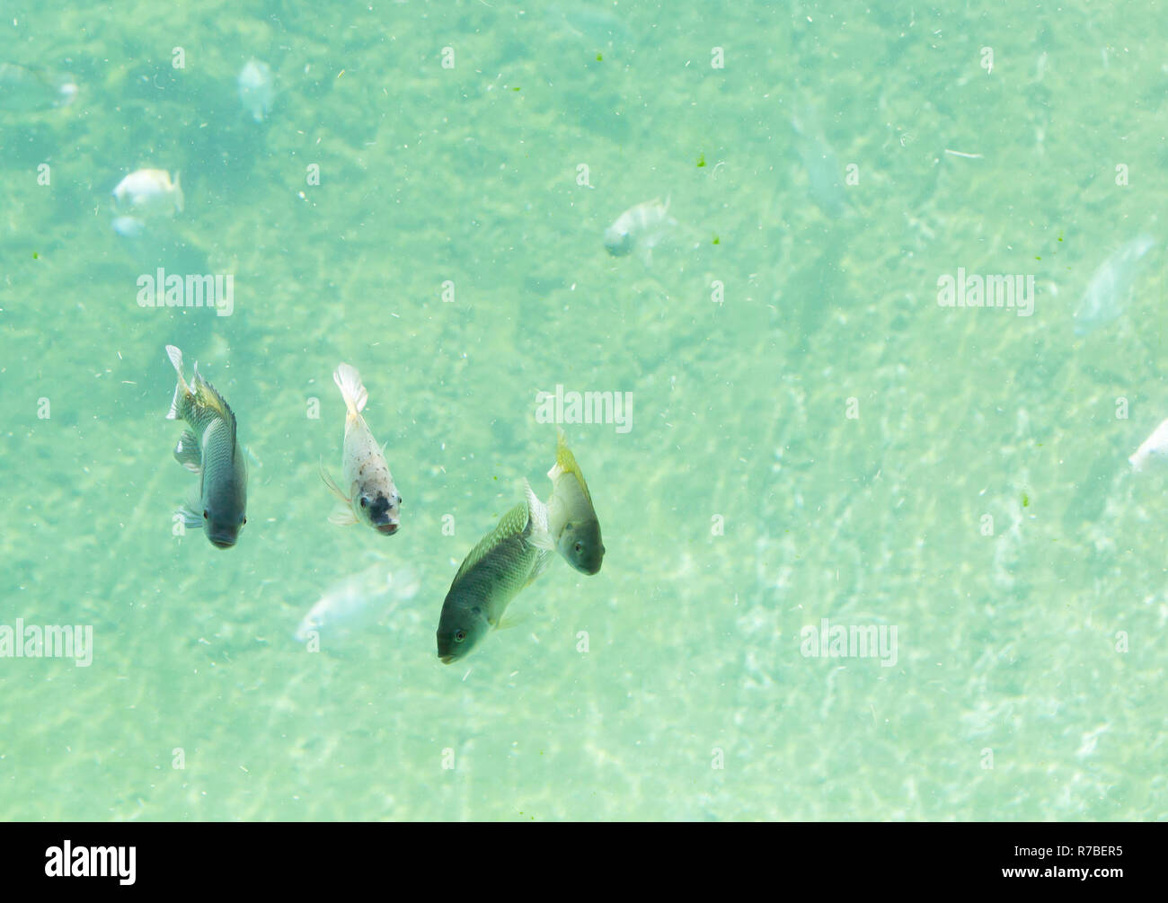 Exotic tropical fish with fins and gills hi-res stock photography and ...