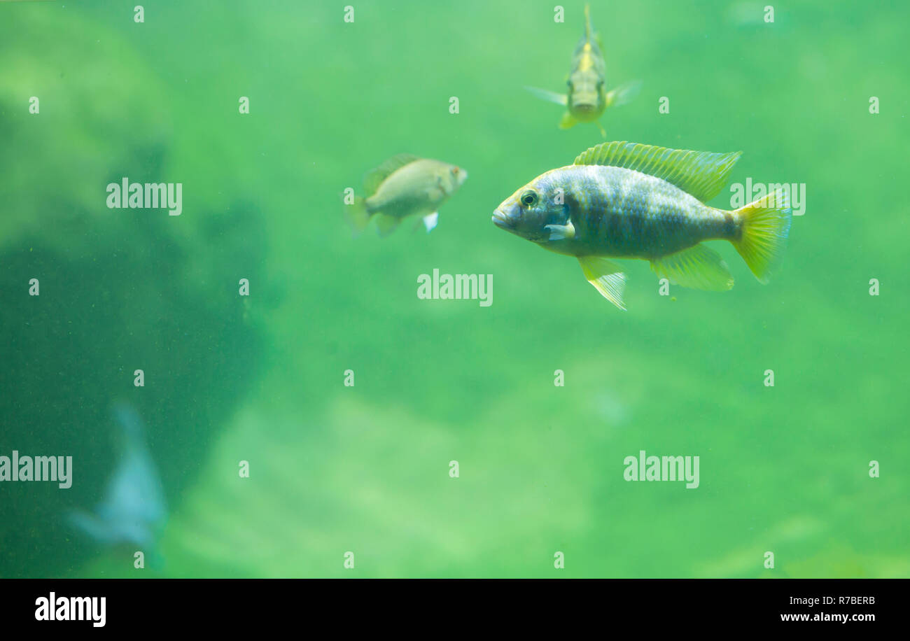 Subtropical Freshwater Fish High Resolution Stock Photography and ...