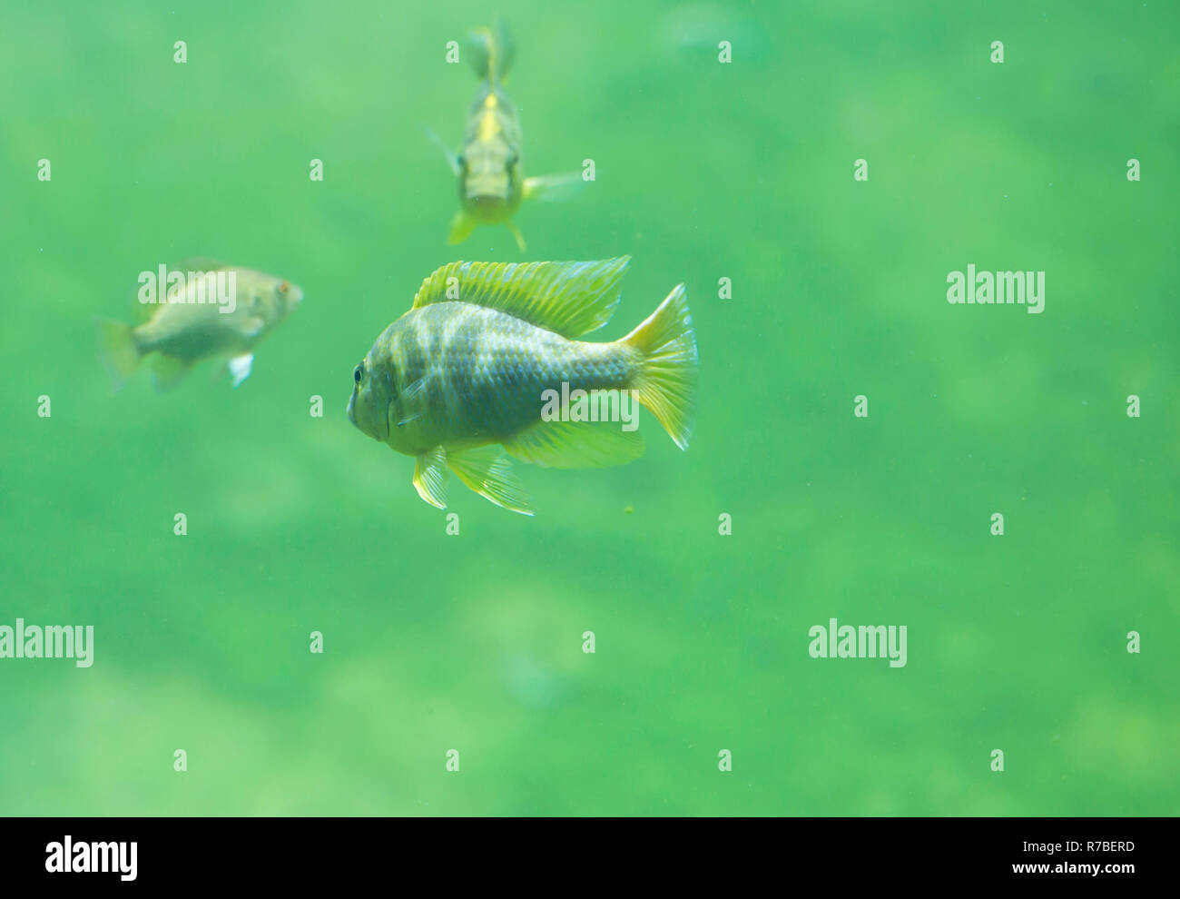 Subtropical freshwater fish hi-res stock photography and images - Alamy