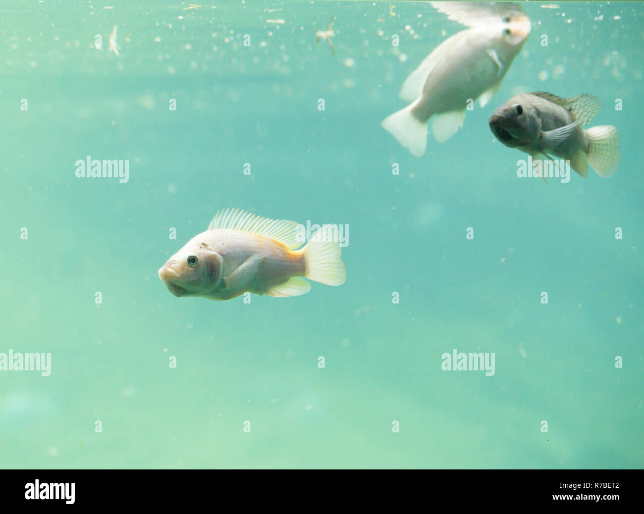 Subtropical Freshwater Fish High Resolution Stock Photography and ...