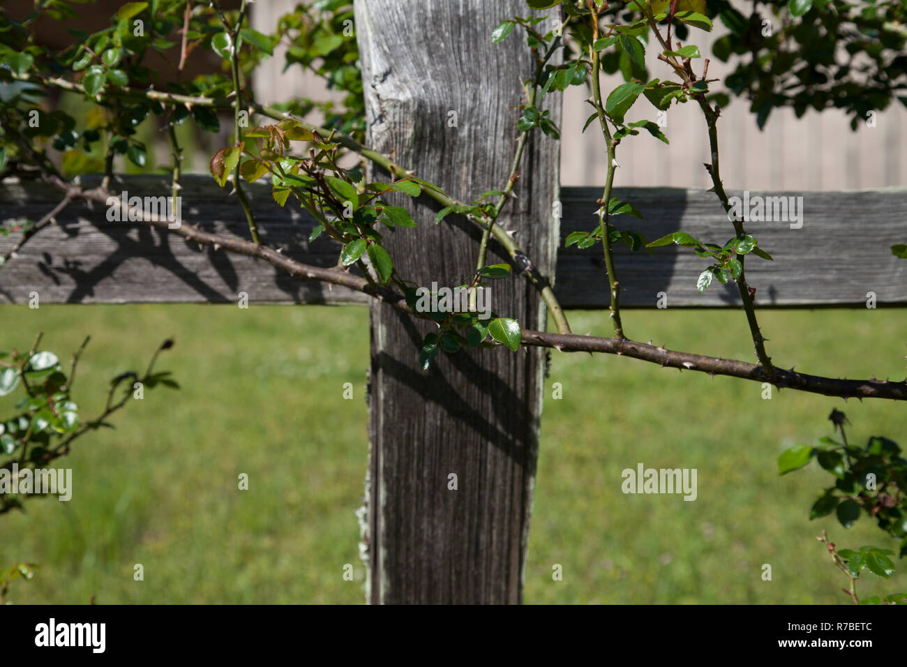Wooden Fence Post Stock Photo - Alamy