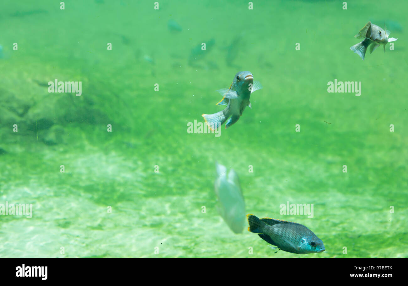 Subtropical Freshwater Fish High Resolution Stock Photography and ...