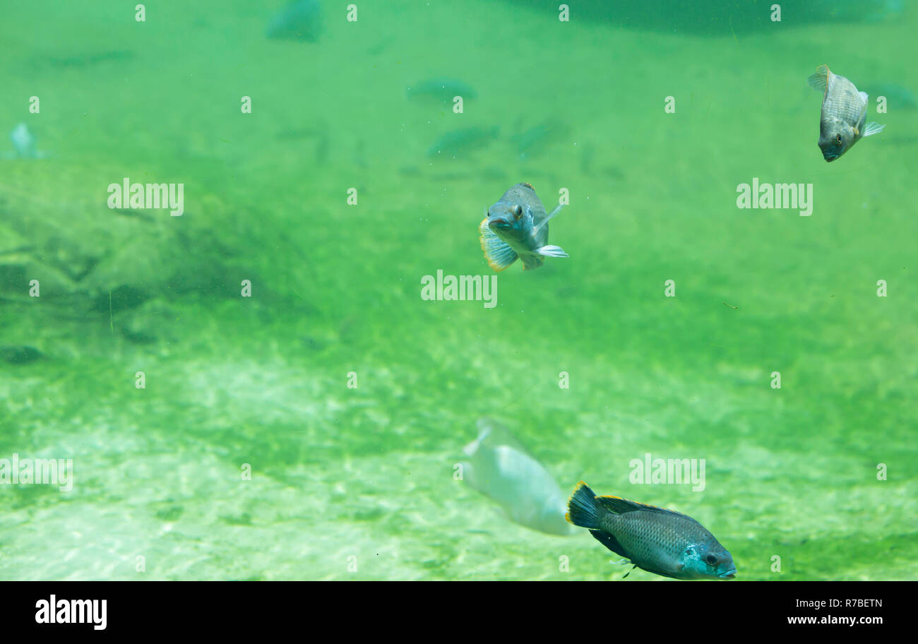 Subtropical Freshwater Fish High Resolution Stock Photography and ...