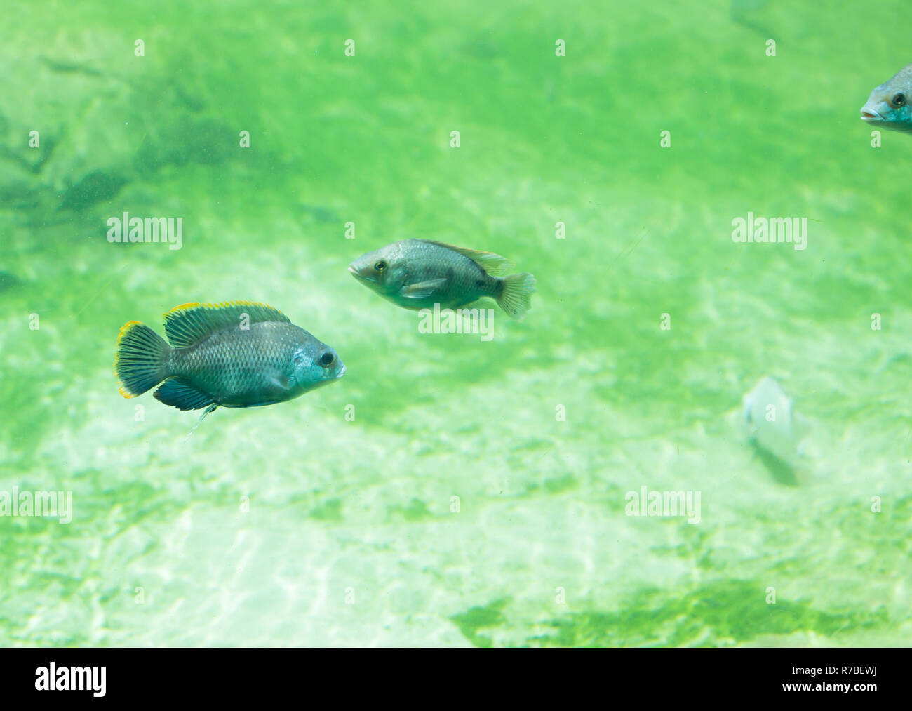 Clear Fish Eyes High Resolution Stock Photography and Images - Alamy