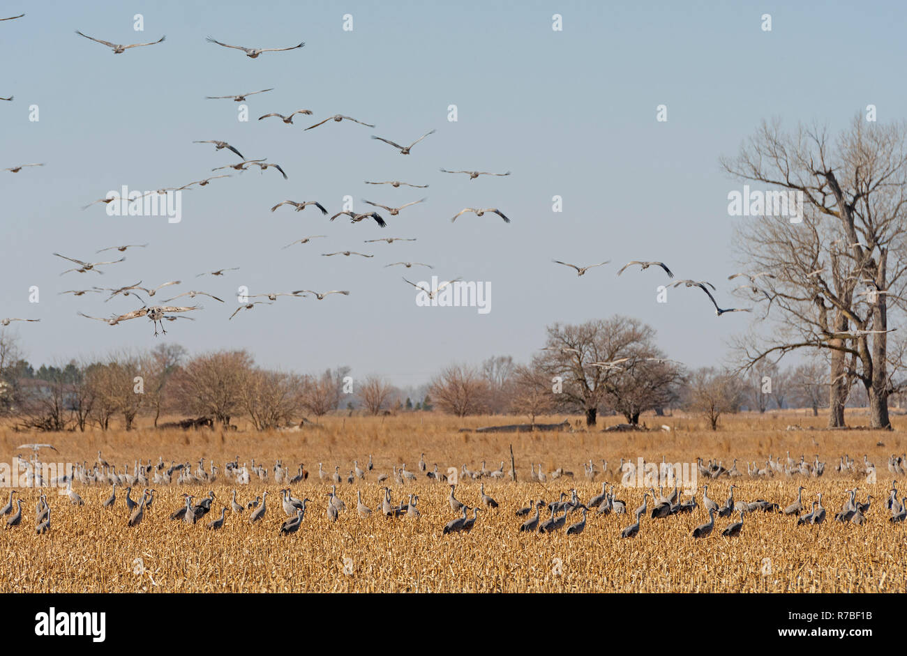 Migrating Sandhill Cranes above and Below the Farm Fields Stock Photo ...