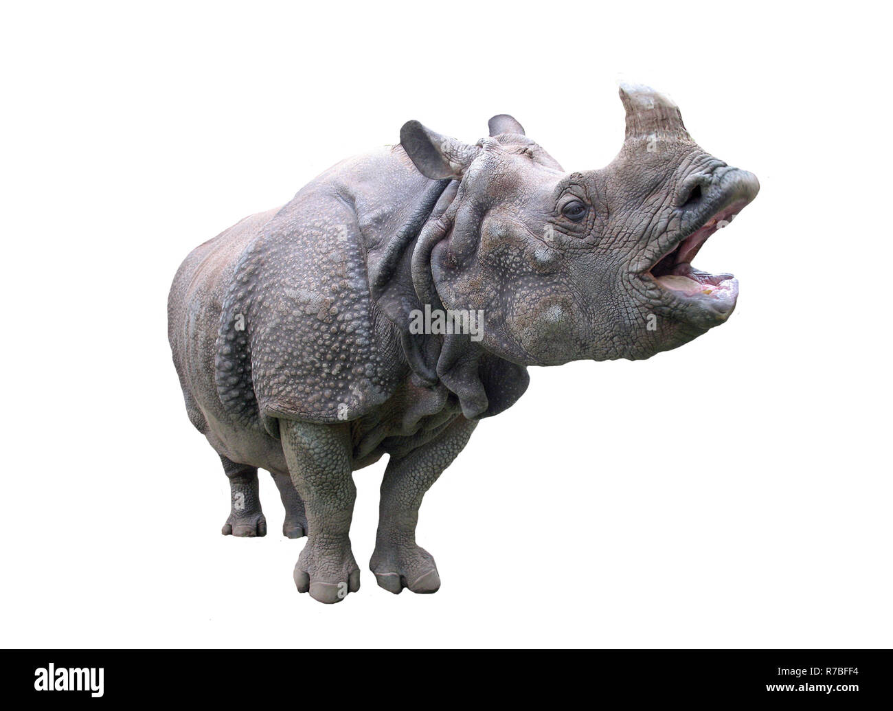 African rhino on isolated background Stock Photo - Alamy