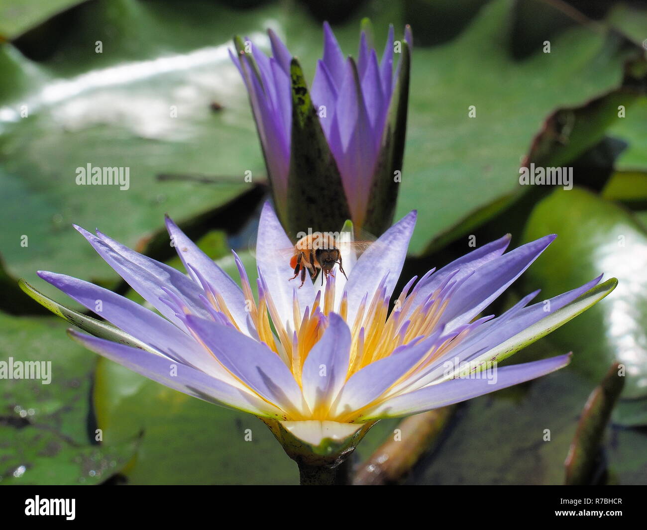 Bee landing on a lotus flower. A pollen laden lotus flower growing on a ...