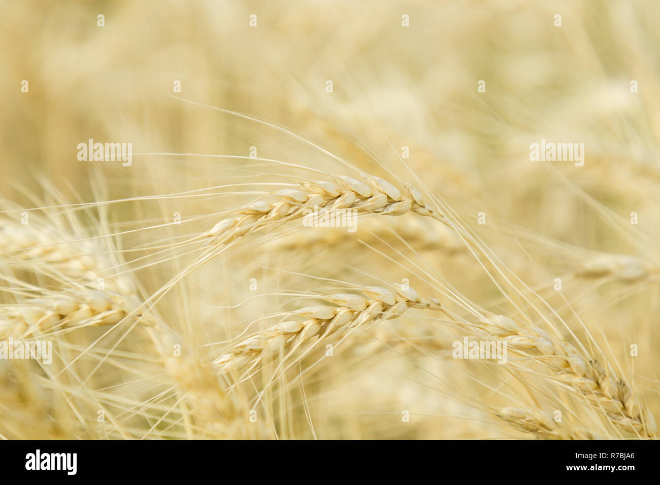 Closeup of ripe wheat ears hi-res stock photography and images - Alamy