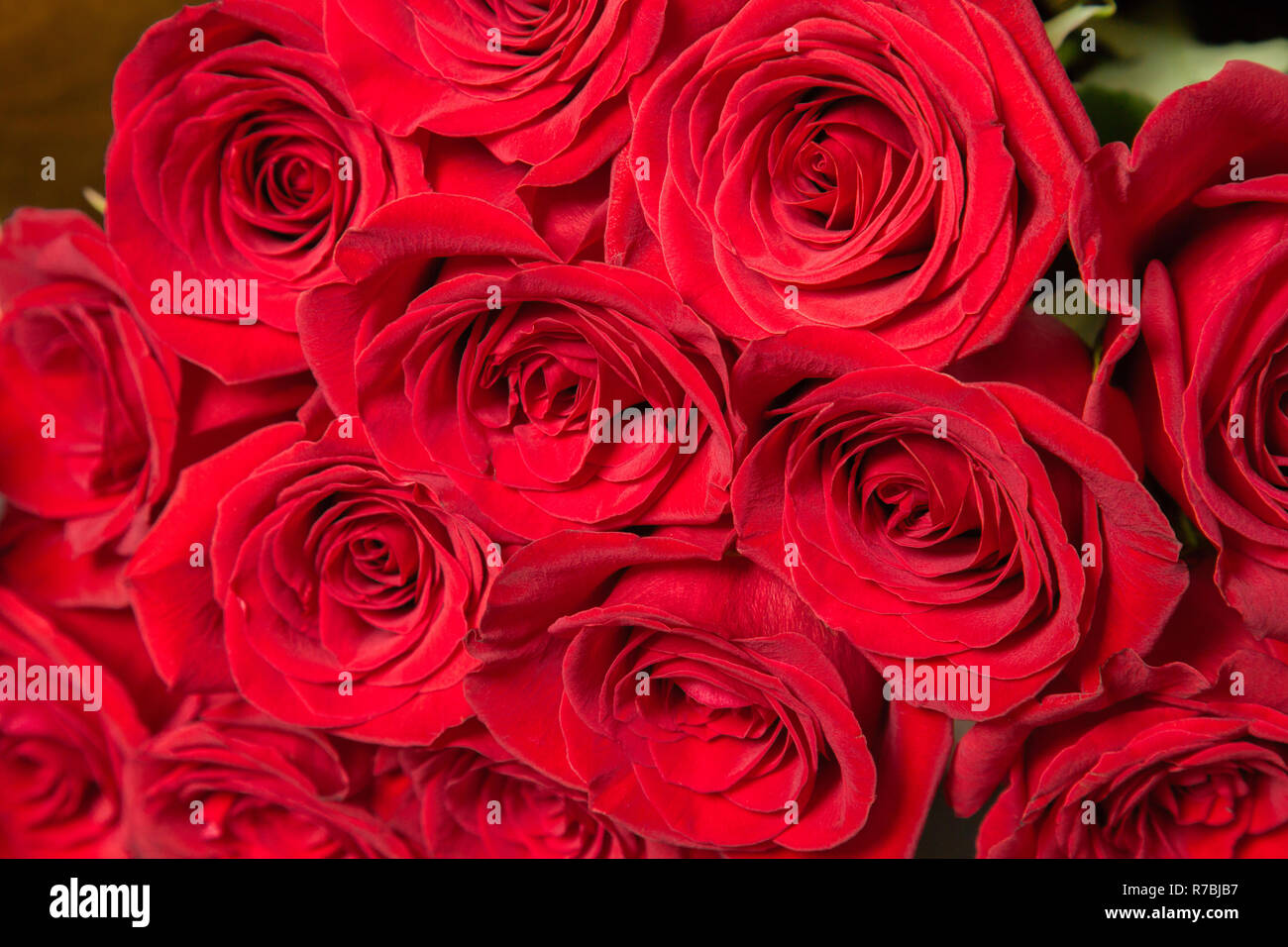 Natural red roses closeup. Background Stock Photo - Alamy