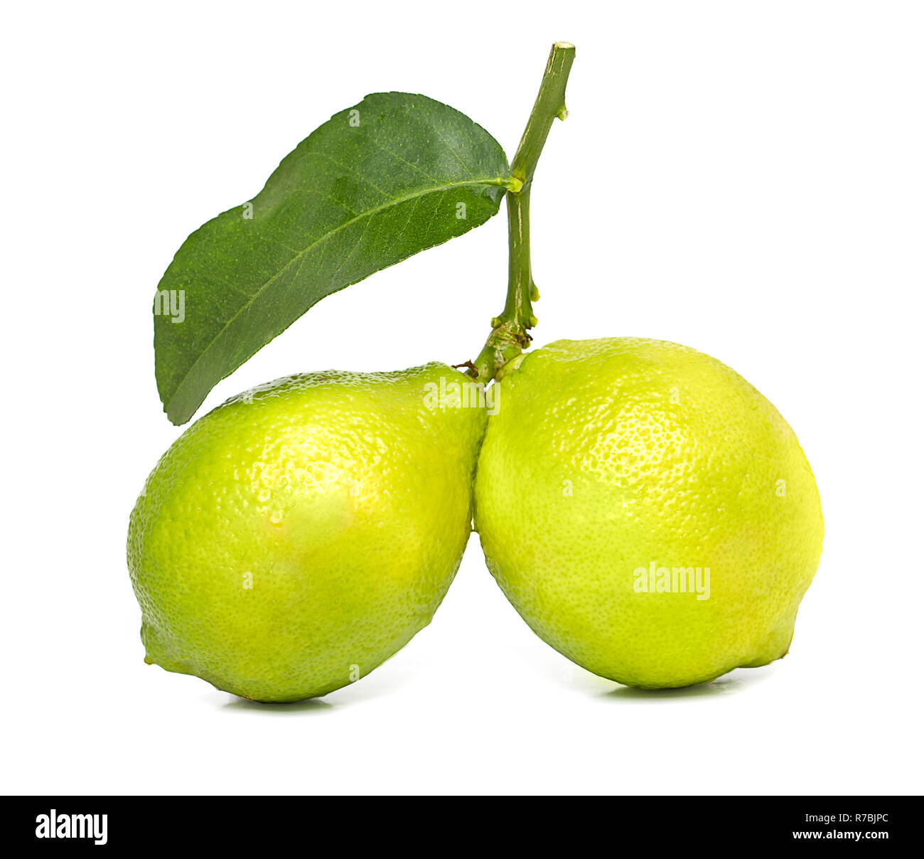 Two lemons Fruit on its branch with a green leaf isolated on white ...