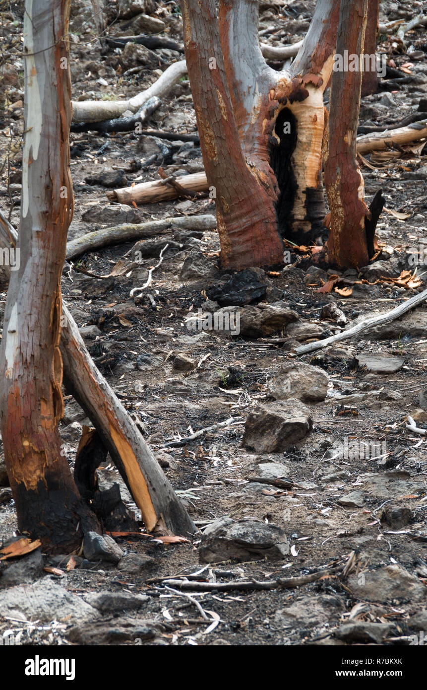 Australian red ash tree hi-res stock photography and images - Alamy