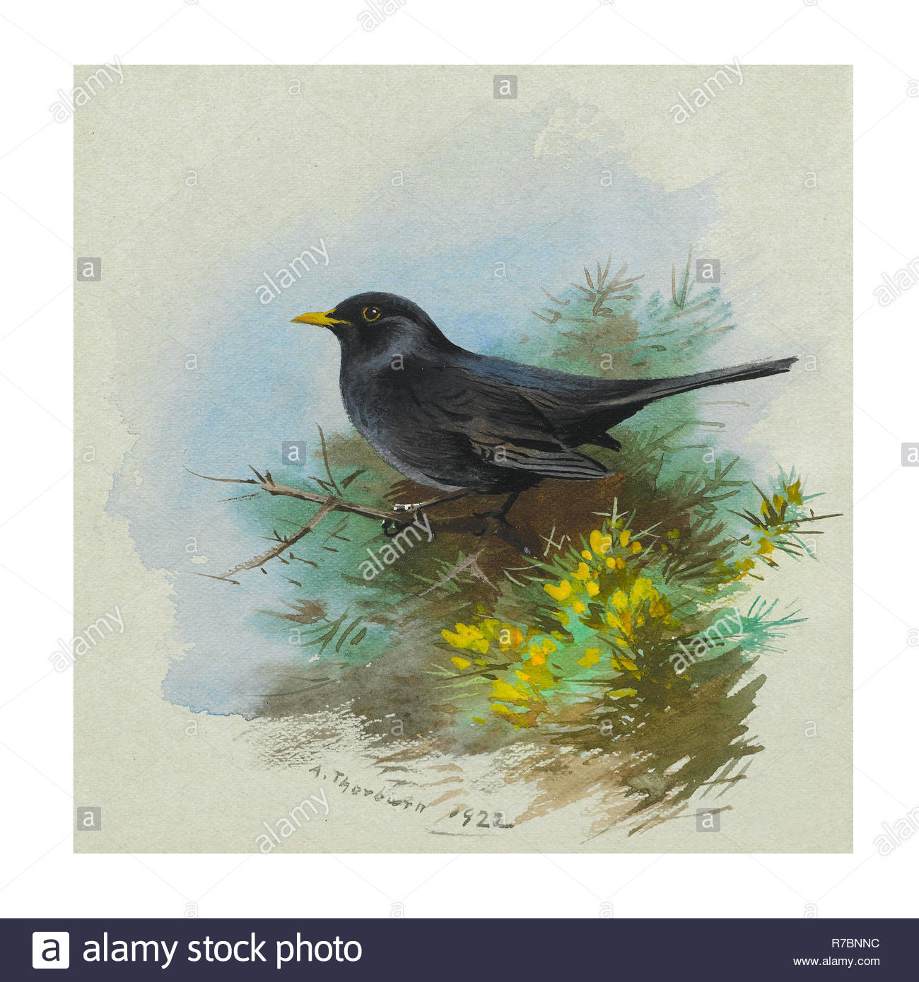 Blackbird Drawing Stock Photos & Blackbird Drawing Stock Images - Alamy