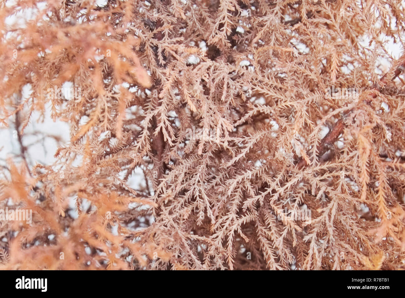 Dry coniferous orange bush texture of the nature background Stock Photo ...