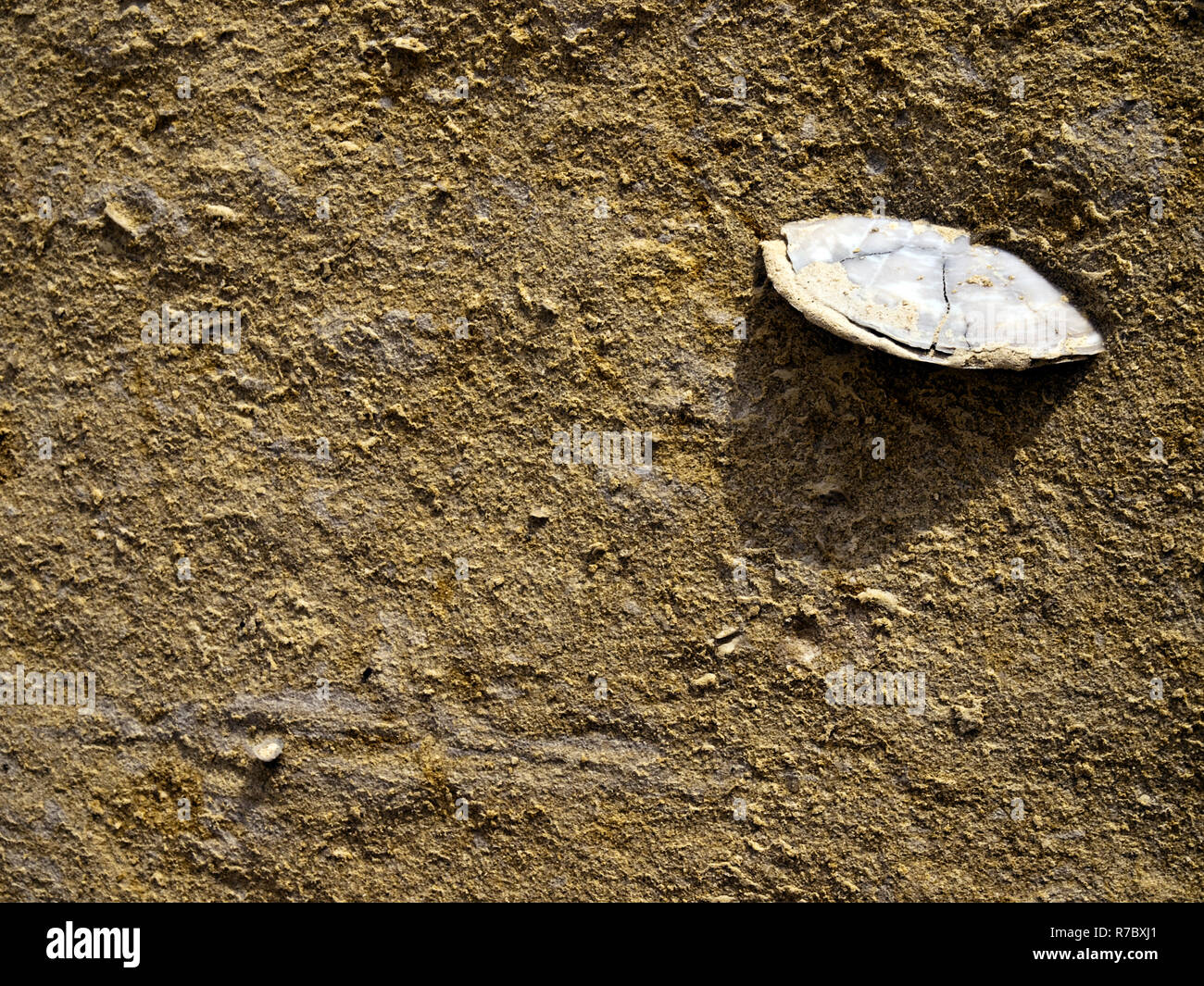 Fossilize hi-res stock photography and images - Alamy