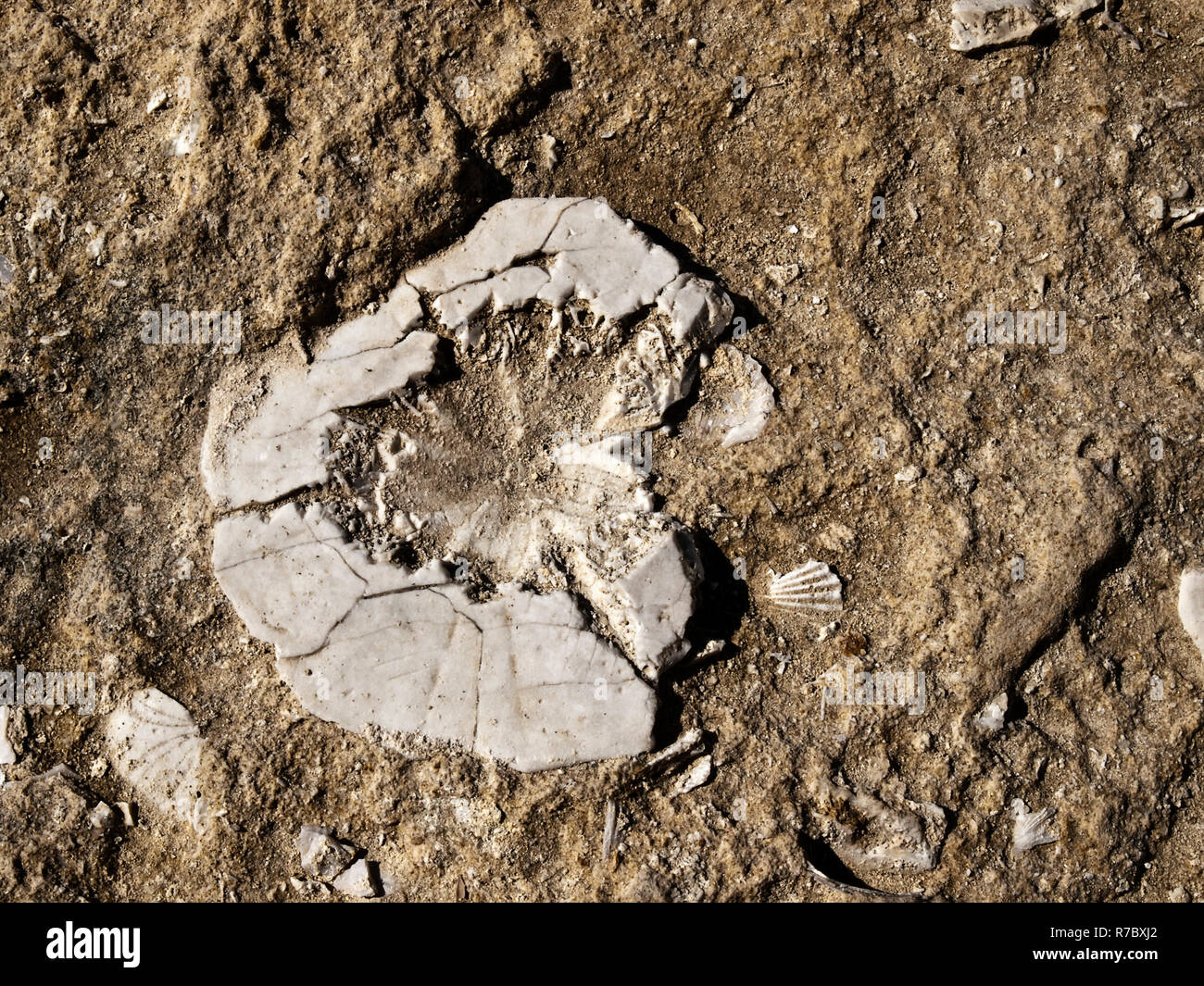 Fossilized Sea Urchin Stock Photo - Alamy