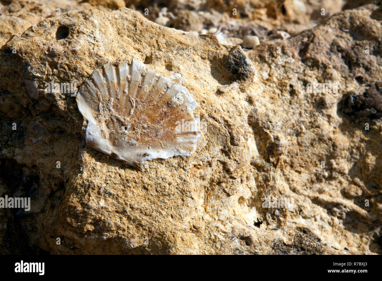 Mollusc fossil hi-res stock photography and images - Alamy