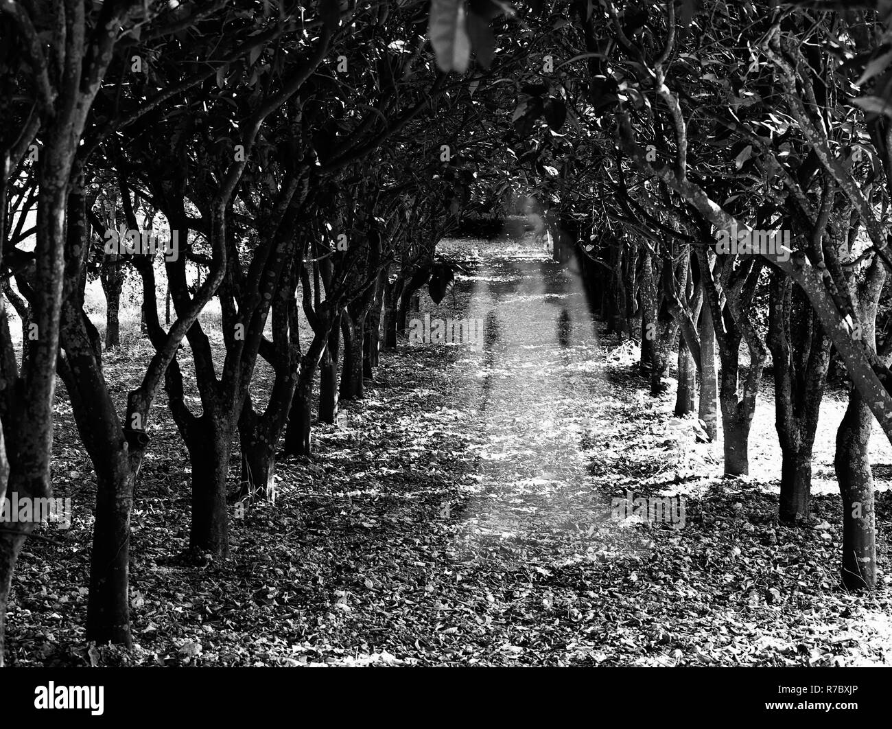 Orchard phenomenon hi-res stock photography and images - Alamy