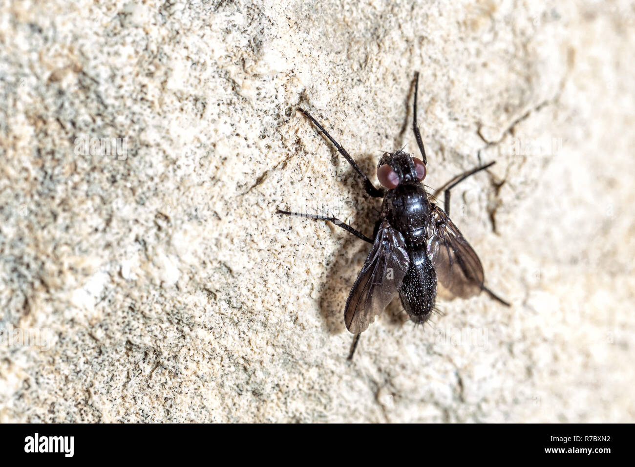 Thorax wall hi-res stock photography and images - Alamy