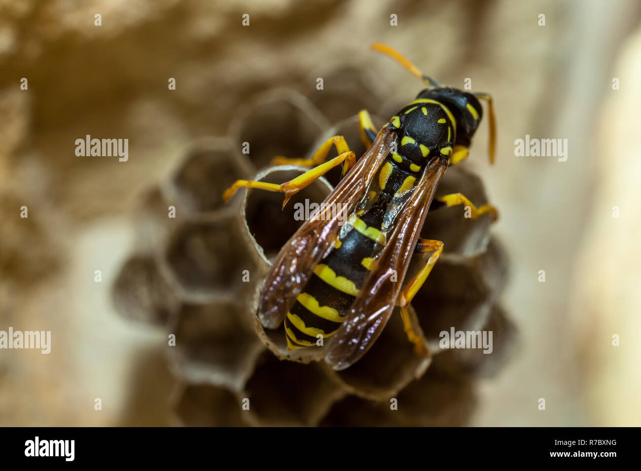 Paper Wasp Queen Stock Photo - Alamy