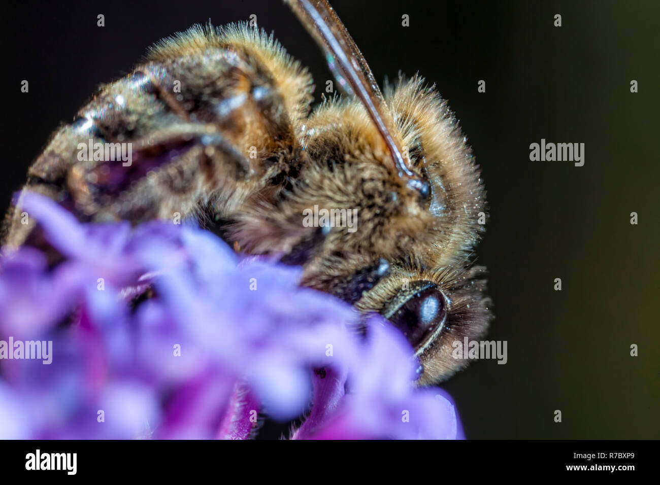 Jumping maltese hi-res stock photography and images - Alamy