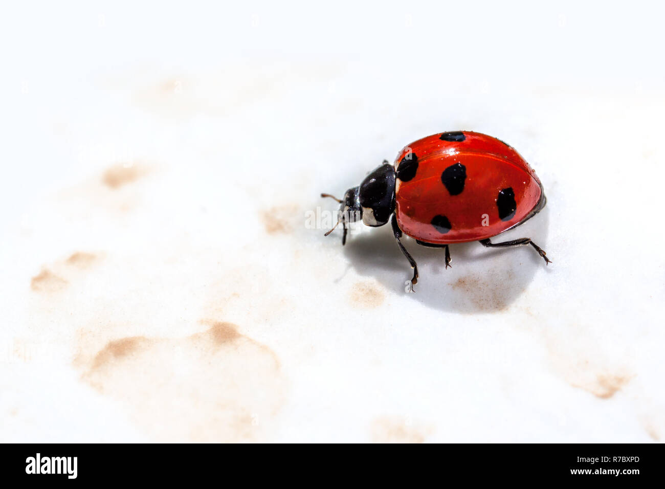 Ladybird spider web hi-res stock photography and images - Alamy
