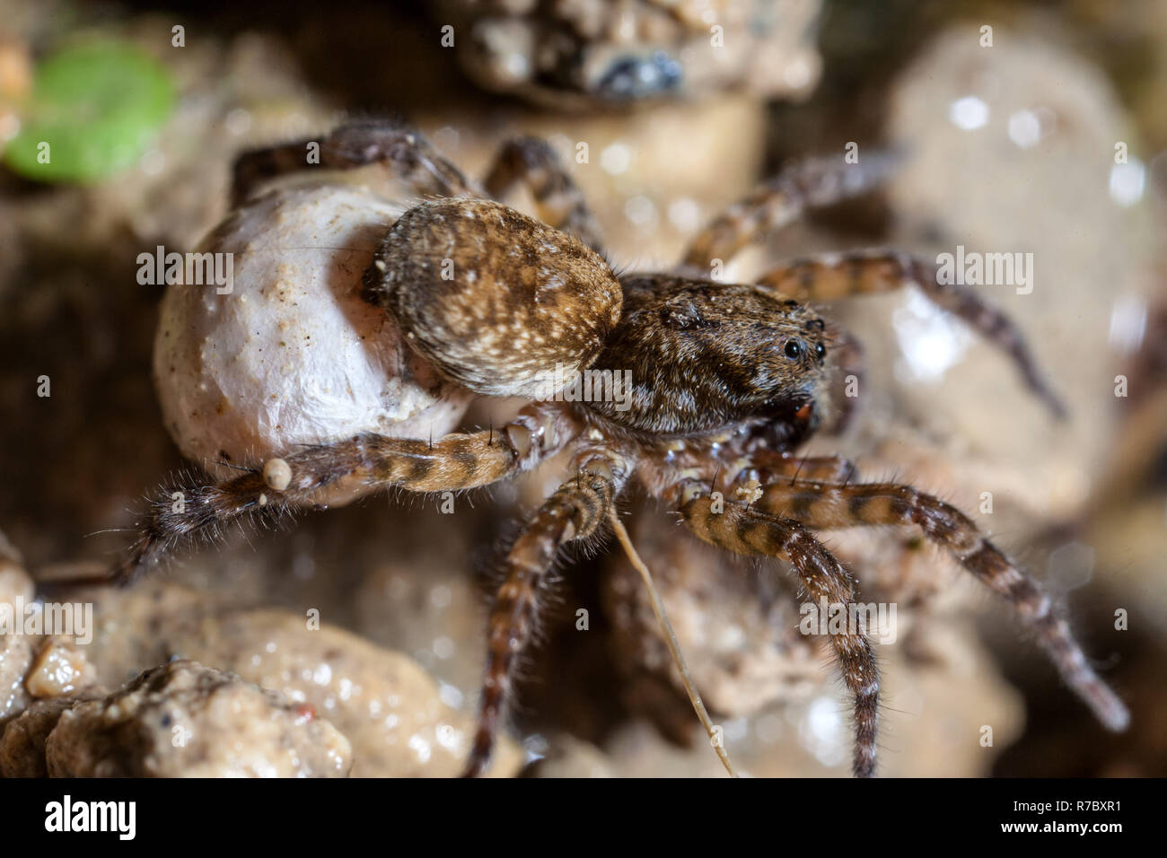 Female Wolf Spider Stock Photo - Alamy