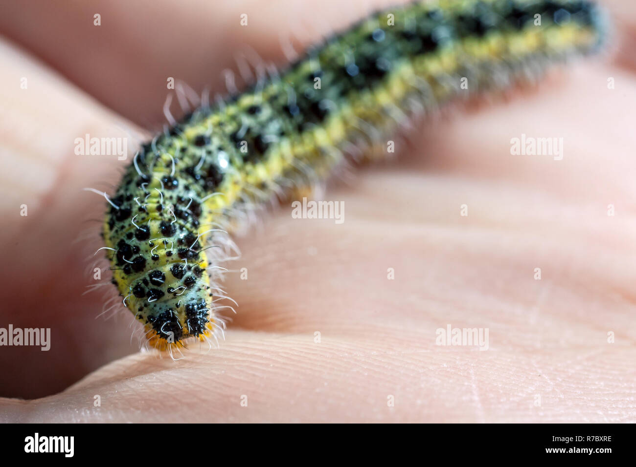 Pieris brassicae larva caterpillar hi-res stock photography and images ...