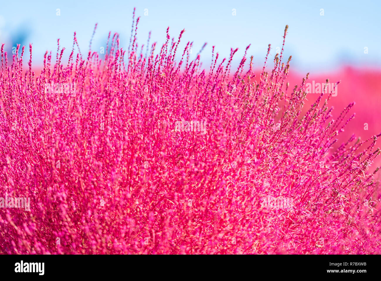 Japanese cosmos plant meadow hi-res stock photography and images - Alamy
