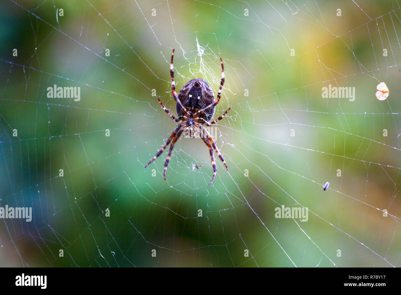 Spider on Web Stock Photo - Alamy