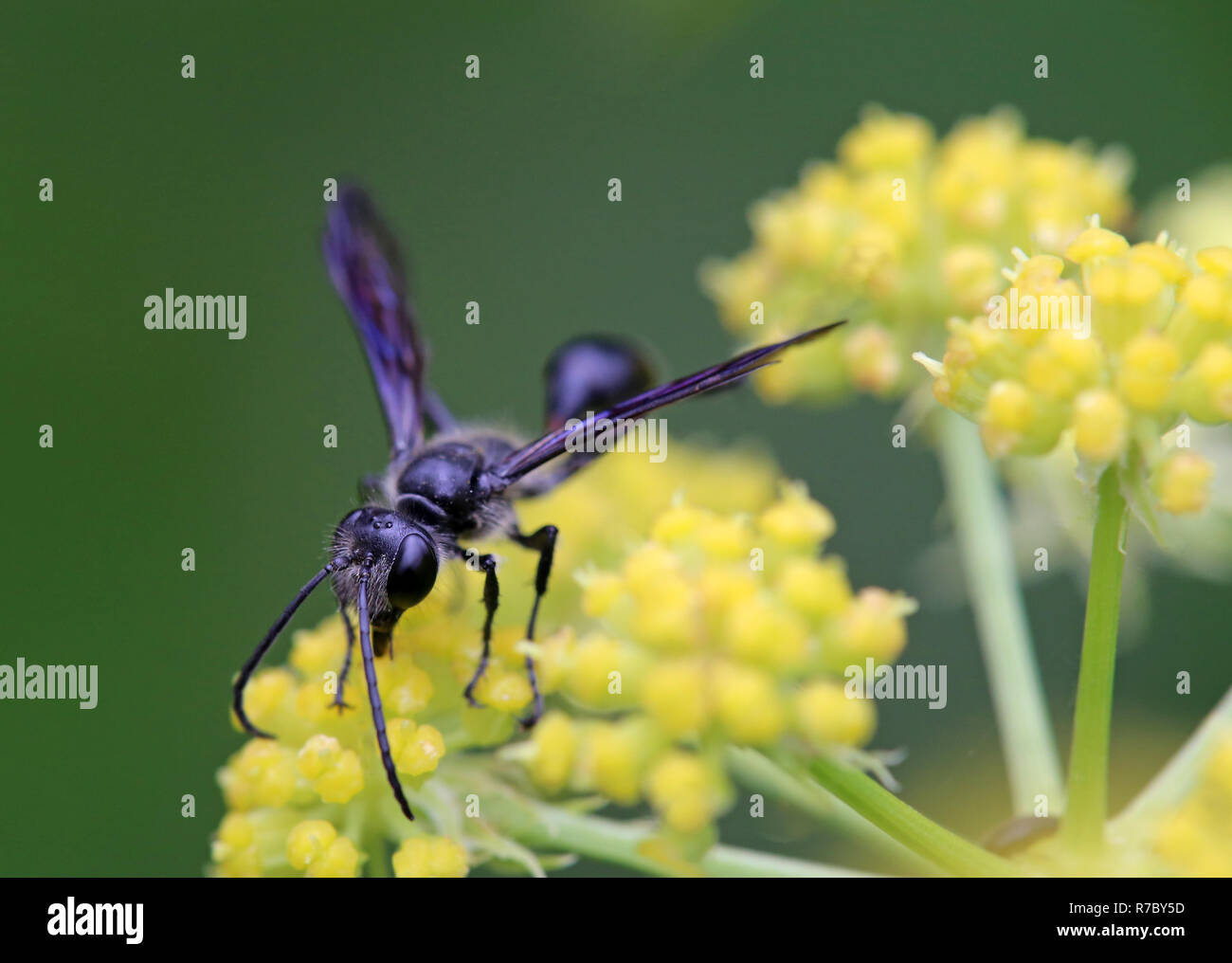 Petiolus hi-res stock photography and images - Alamy