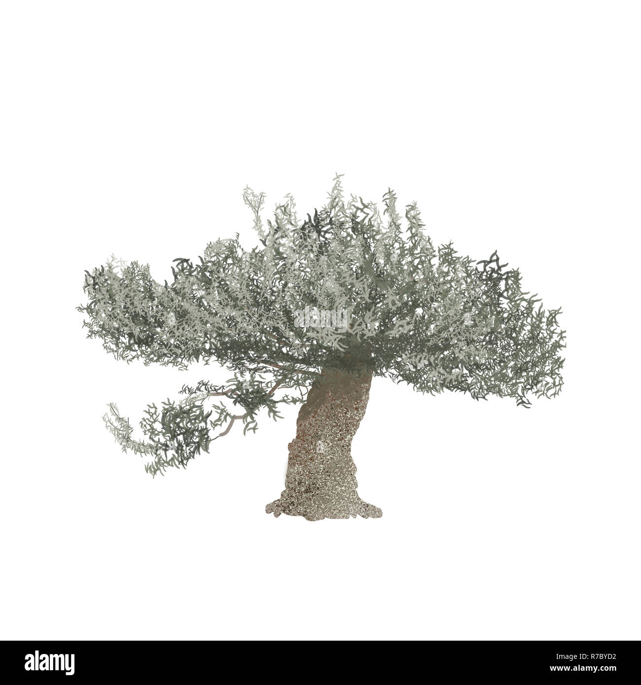 Olive tree illustration. Hand drawn watercolor painting on white ...