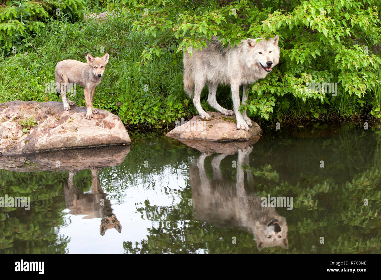 Wolf mother hi-res stock photography and images - Alamy