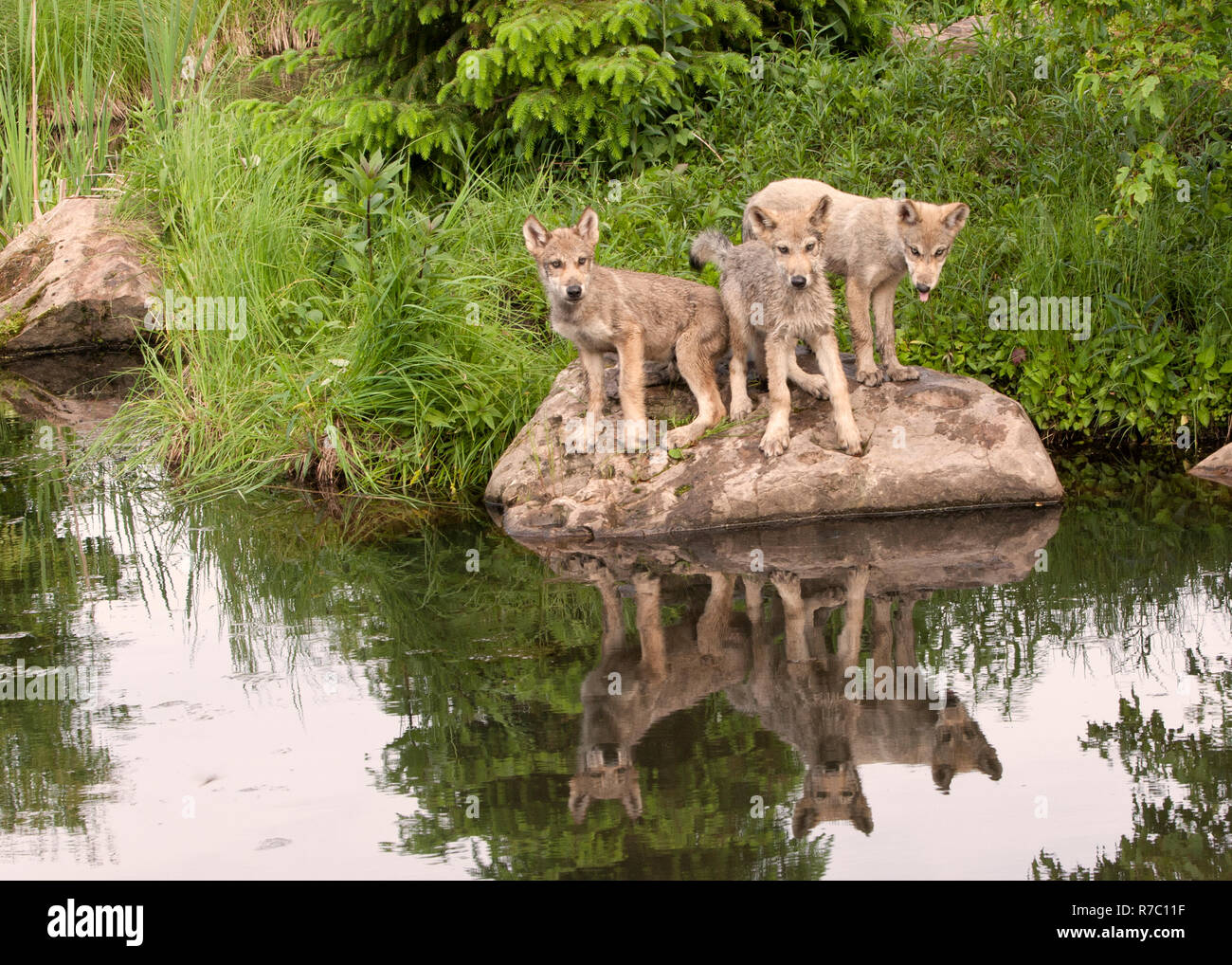 Three Wolf Pups on a Rock near a Lake with clear reflections of them ...