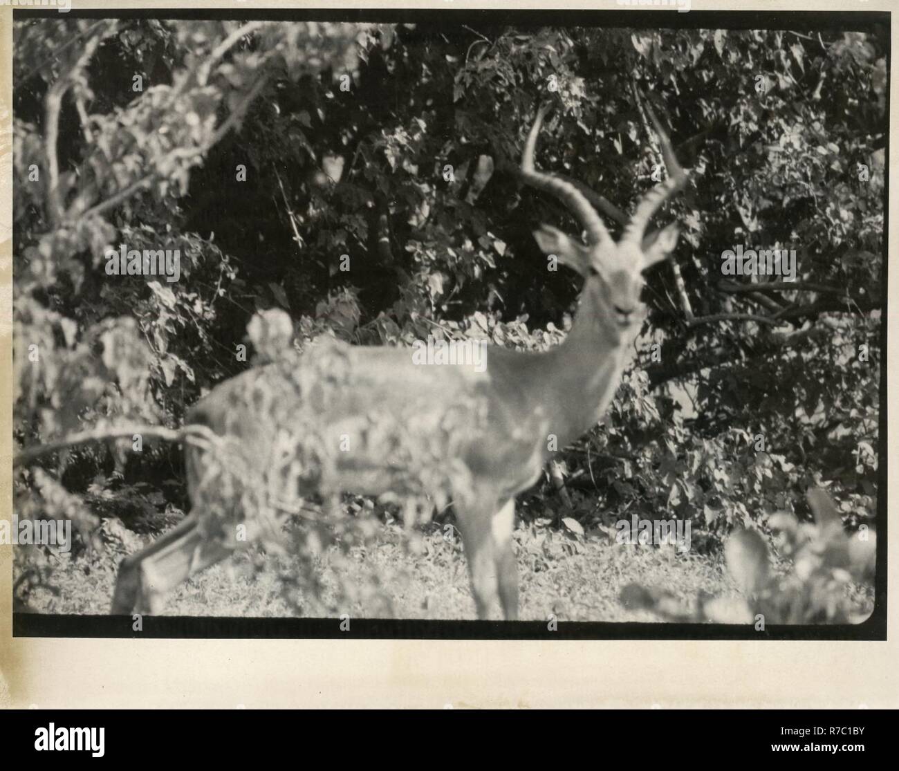 photo of gazelle Stock Photo - Alamy