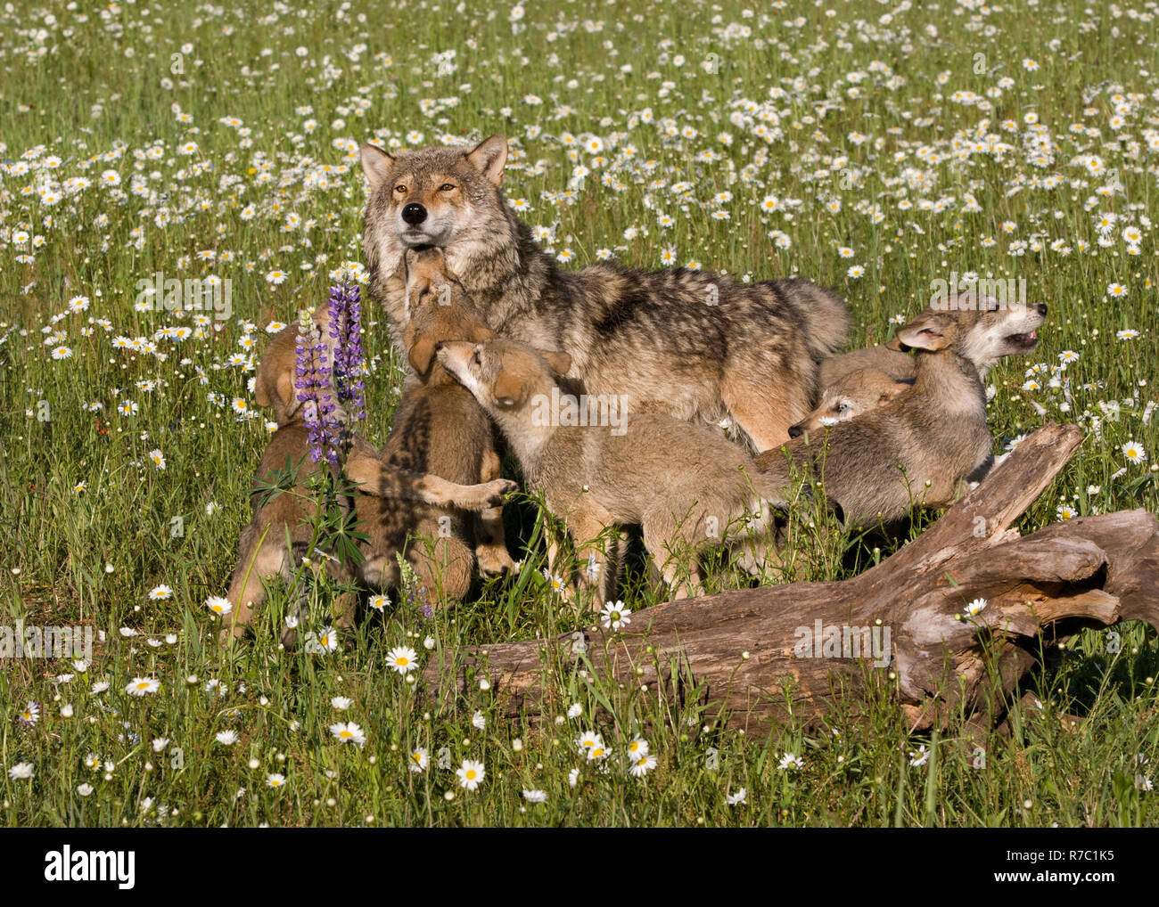 Wolf Pups and Mom in a Meadow of Wildflowers Stock Photo - Alamy