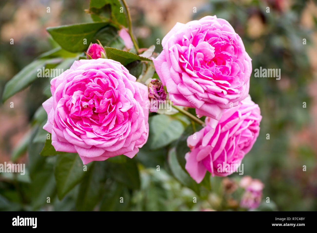 Group of pink color rose flower background Stock Photo - Alamy