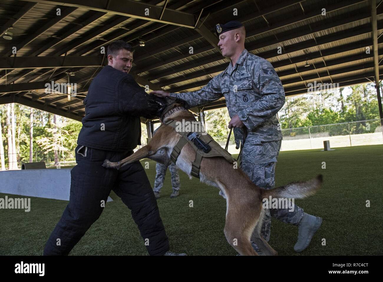 Military working dog Ttoby bites a simulated bite bad guy during a ...