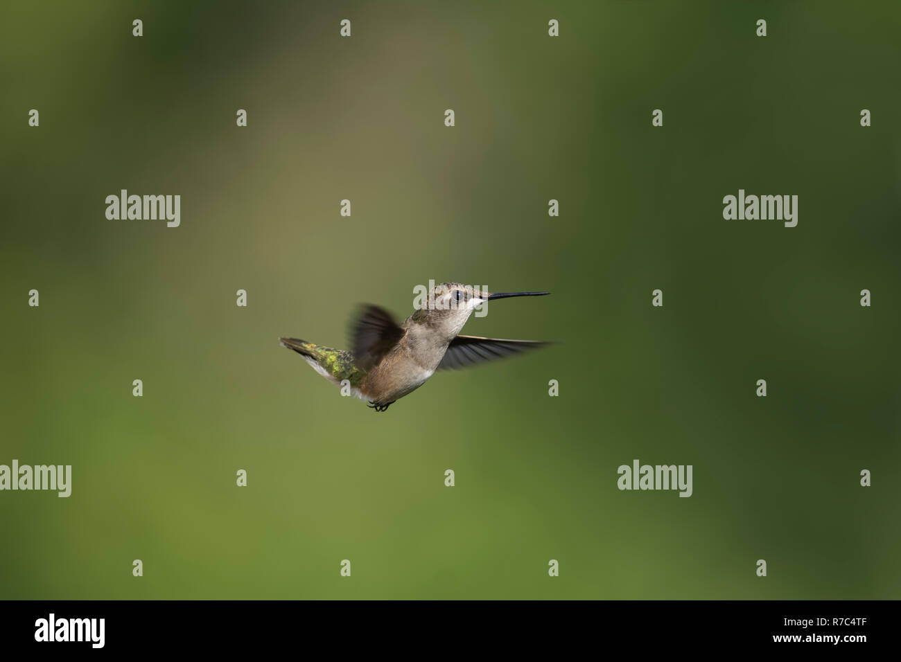 Ruby-throated Hummingbird in flight Stock Photo - Alamy