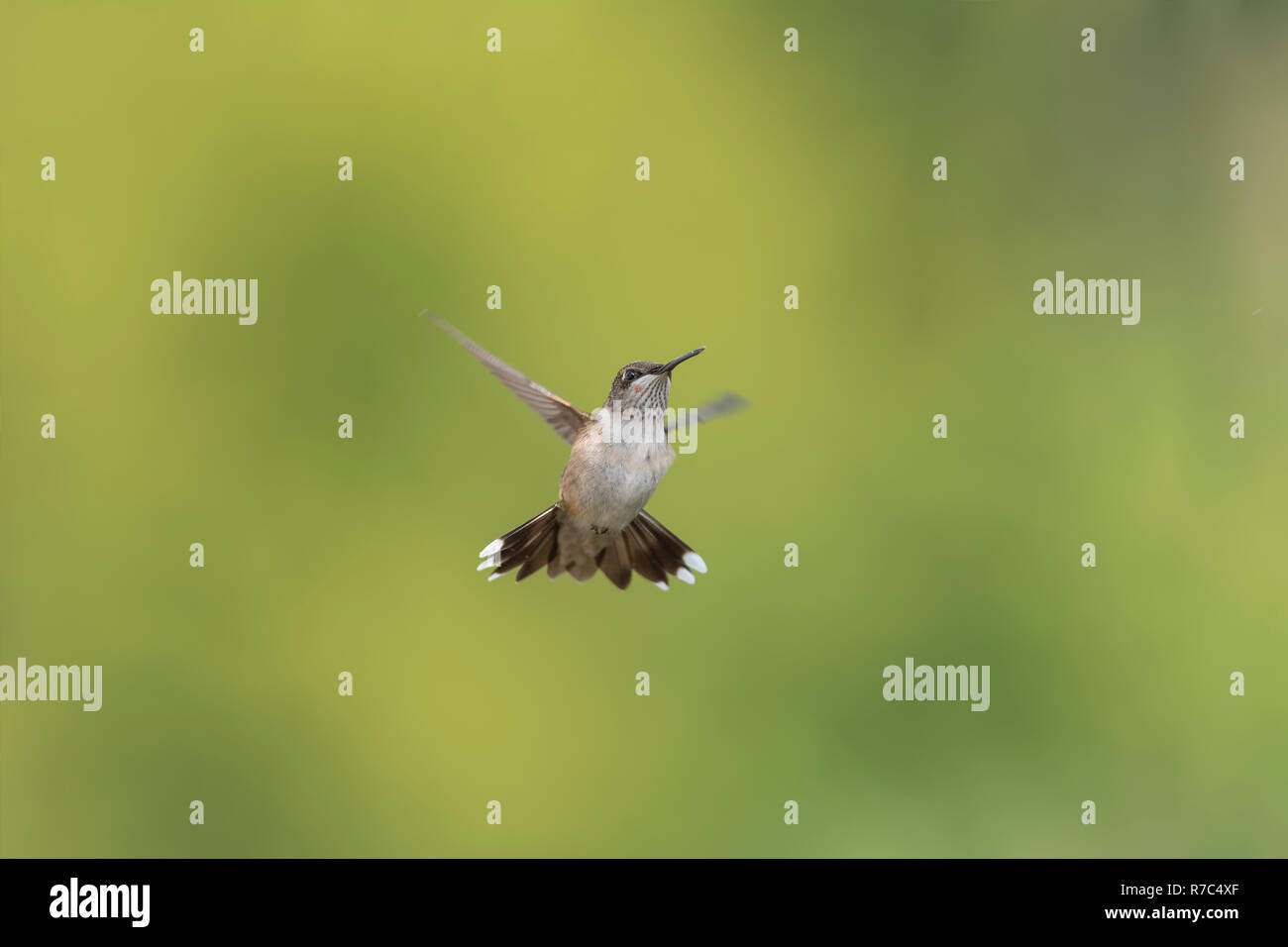 Ruby-throated Hummingbird in flight Stock Photo - Alamy