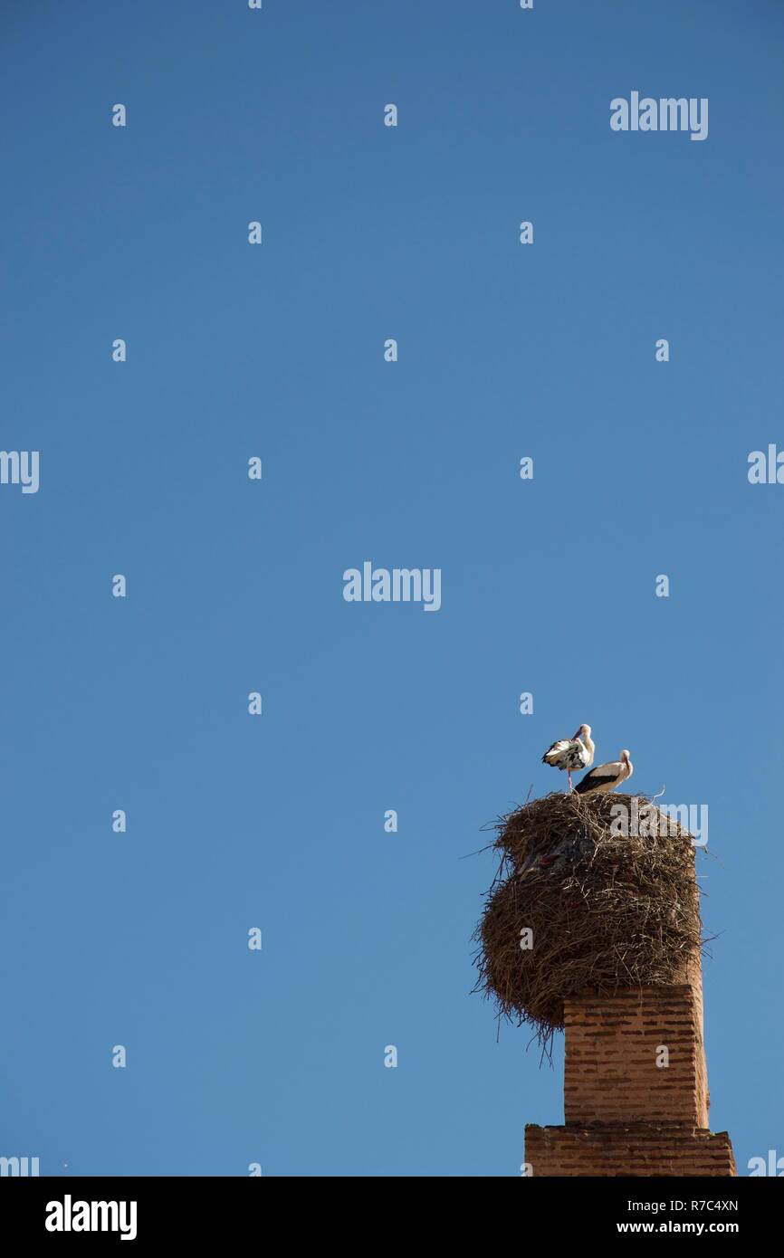 Messy birds nest hi-res stock photography and images - Alamy