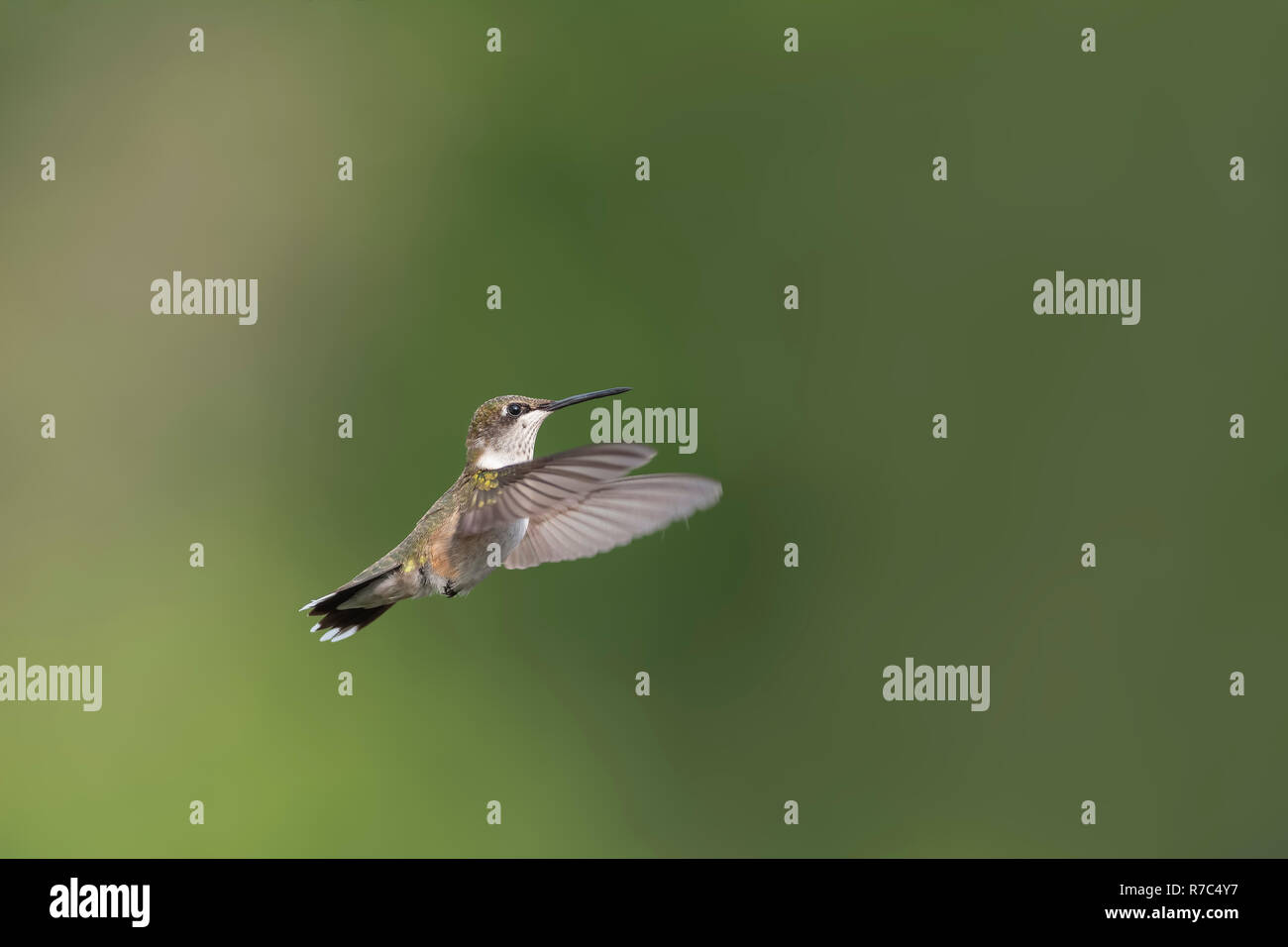 Ruby-throated Hummingbird in flight Stock Photo - Alamy