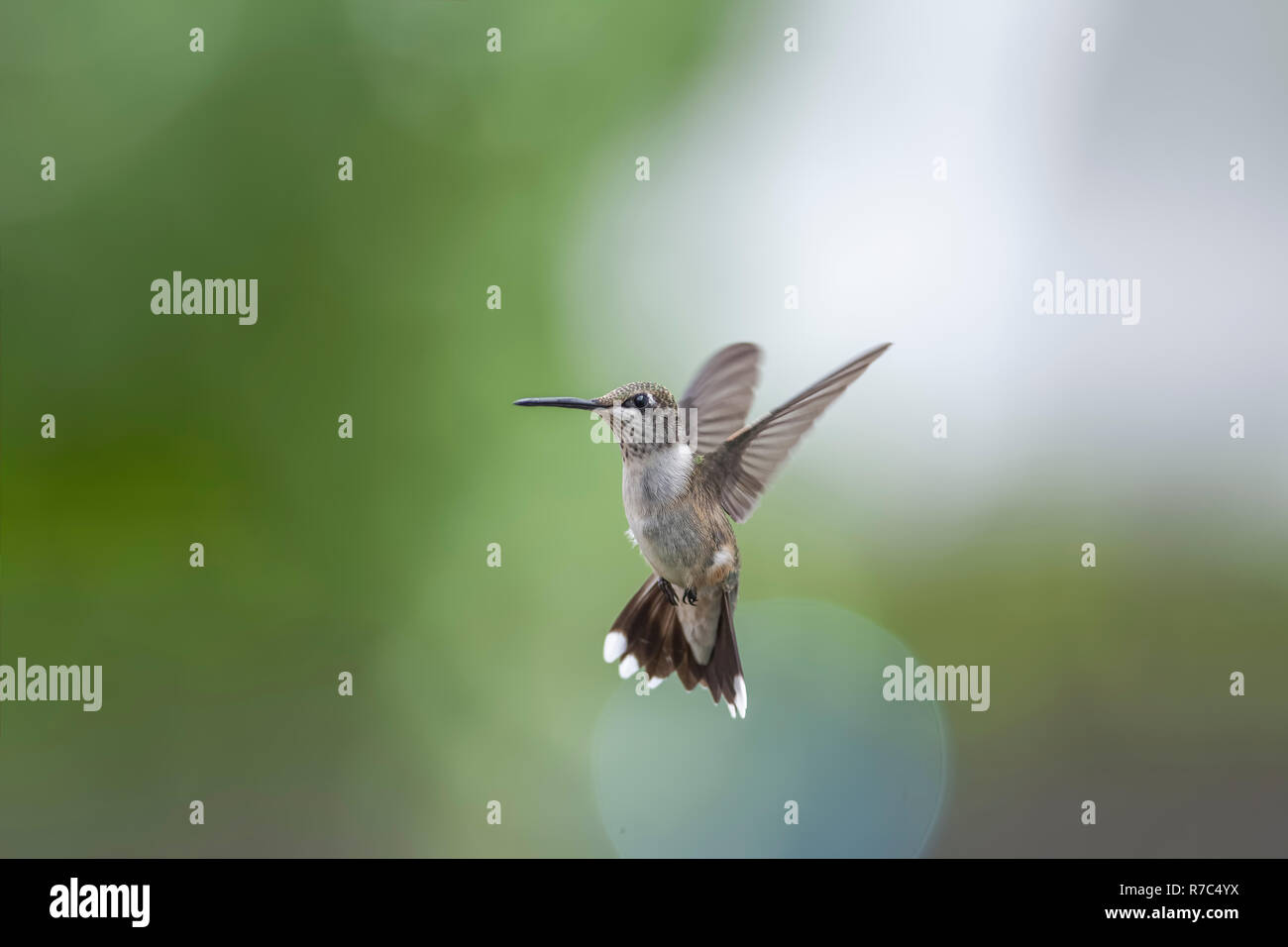 Ruby-throated Hummingbird in flight Stock Photo - Alamy