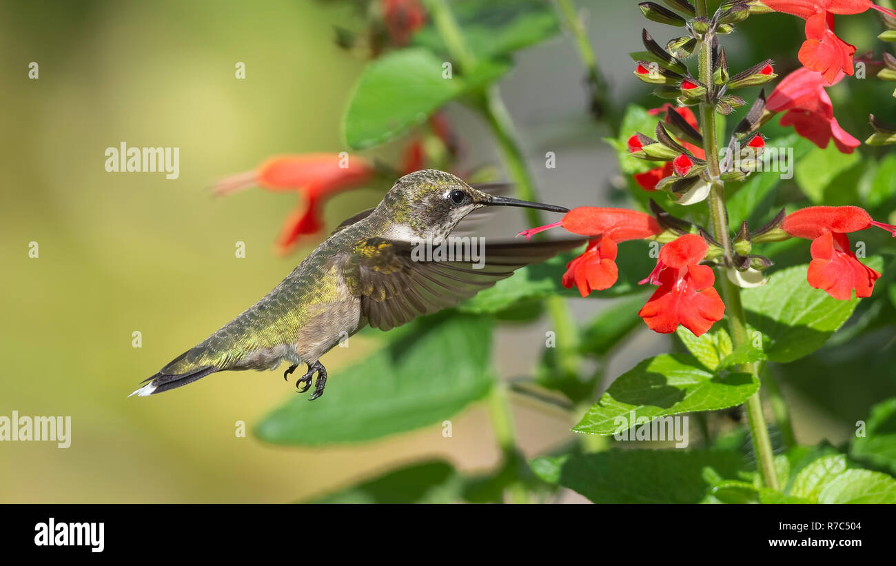 Ruby-throated Hummingbird flying near red Sage Stock Photo - Alamy
