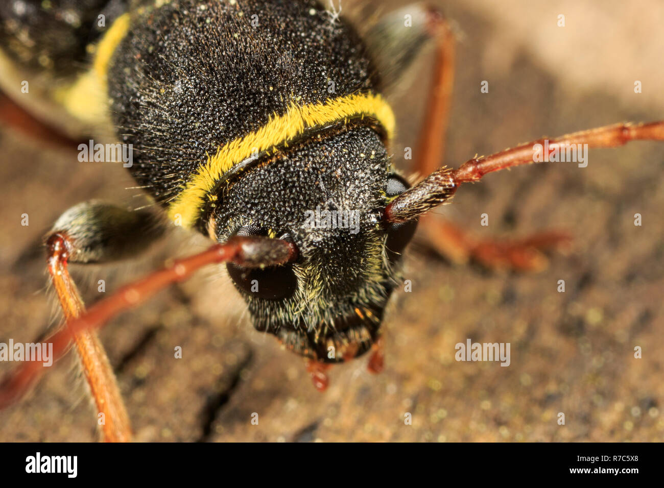 long horned beetle (Clytus ruricola Stock Photo - Alamy